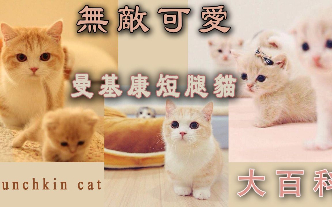 无敌可爱!曼基康短腿猫大百科
