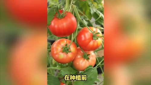 番茄栽培秘籍:管理与修剪