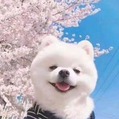 糖豆豆呀 