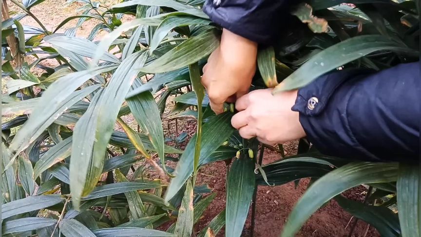 四川南充:黄精是很好的滋补品,它的花可以食用,你见过黄精花吗