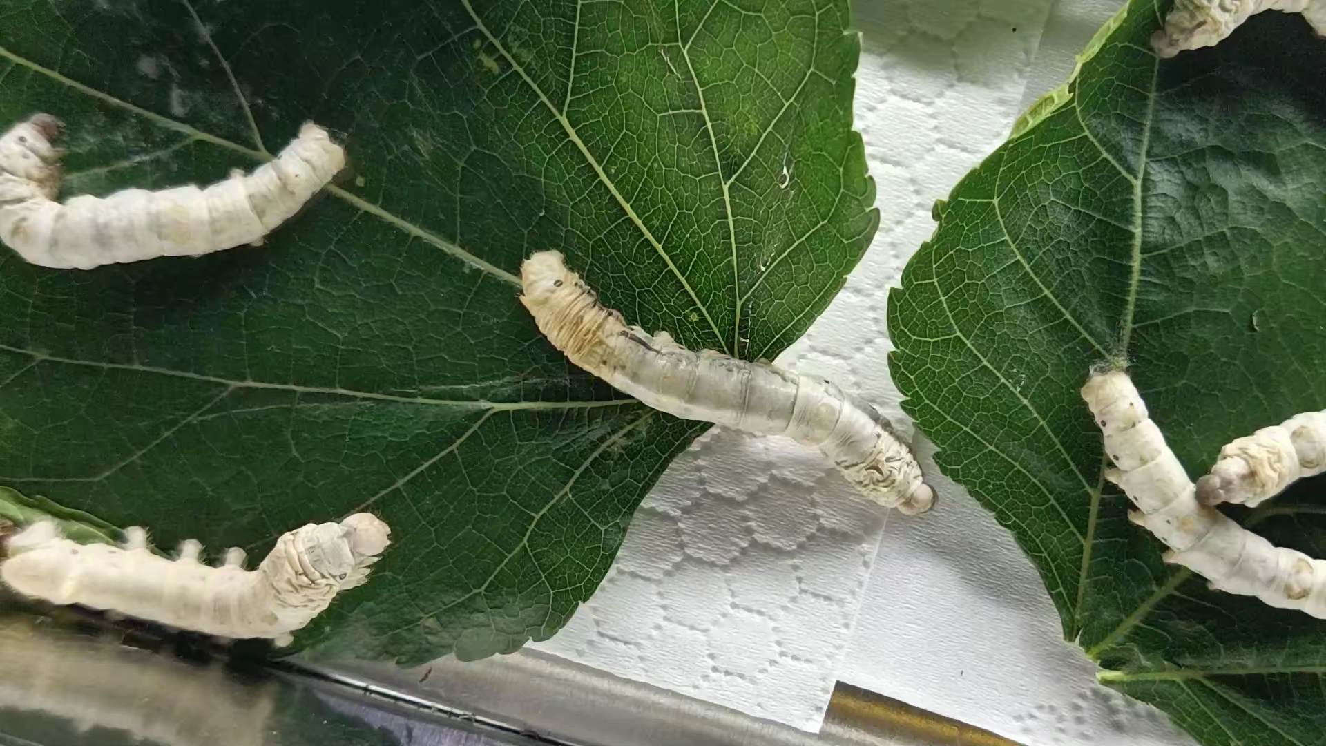 记录蚕宝宝~~蜕皮从摊“尸”开始