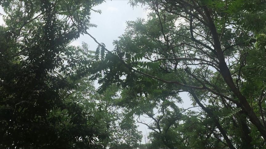 享受夏天~树枝摇曳,风动蝉鸣