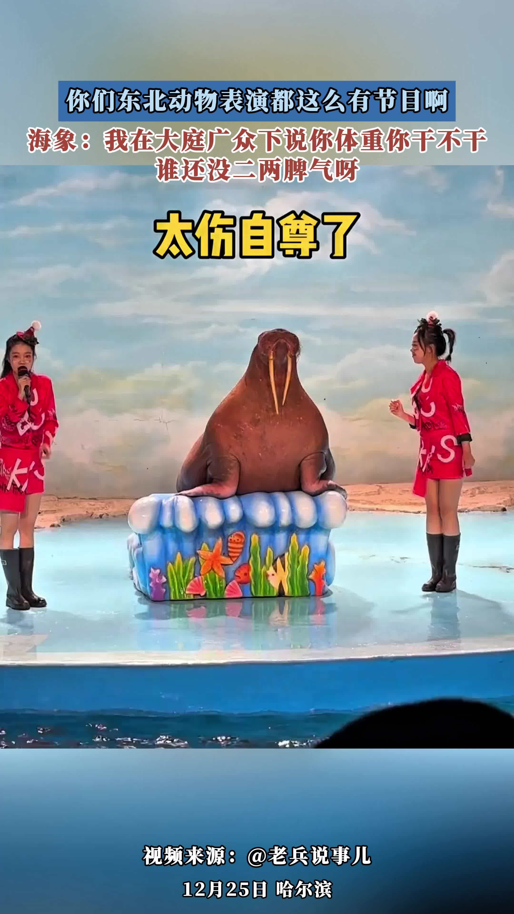 你们东北动物表演都这么有节目啊