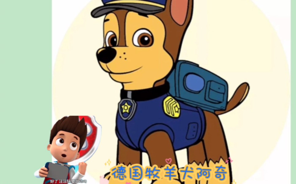 儿童动画片汪汪队狗狗成员介绍幼儿启蒙汪汪队视频