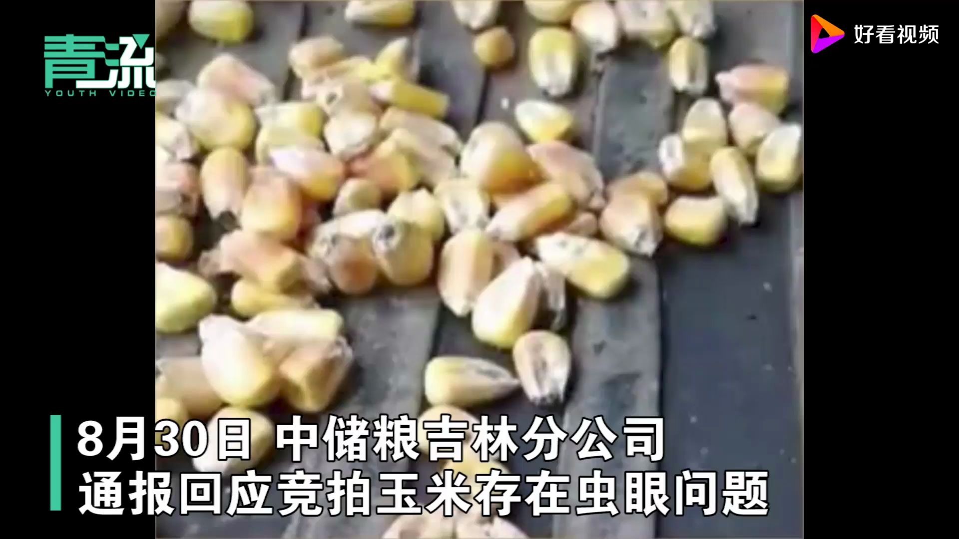 【粮仓硕鼠】粮库竞拍玉米有虫眼?中储粮回应