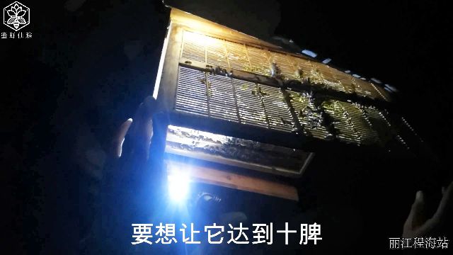 经验之谈,如何提高养蜂经济效益
