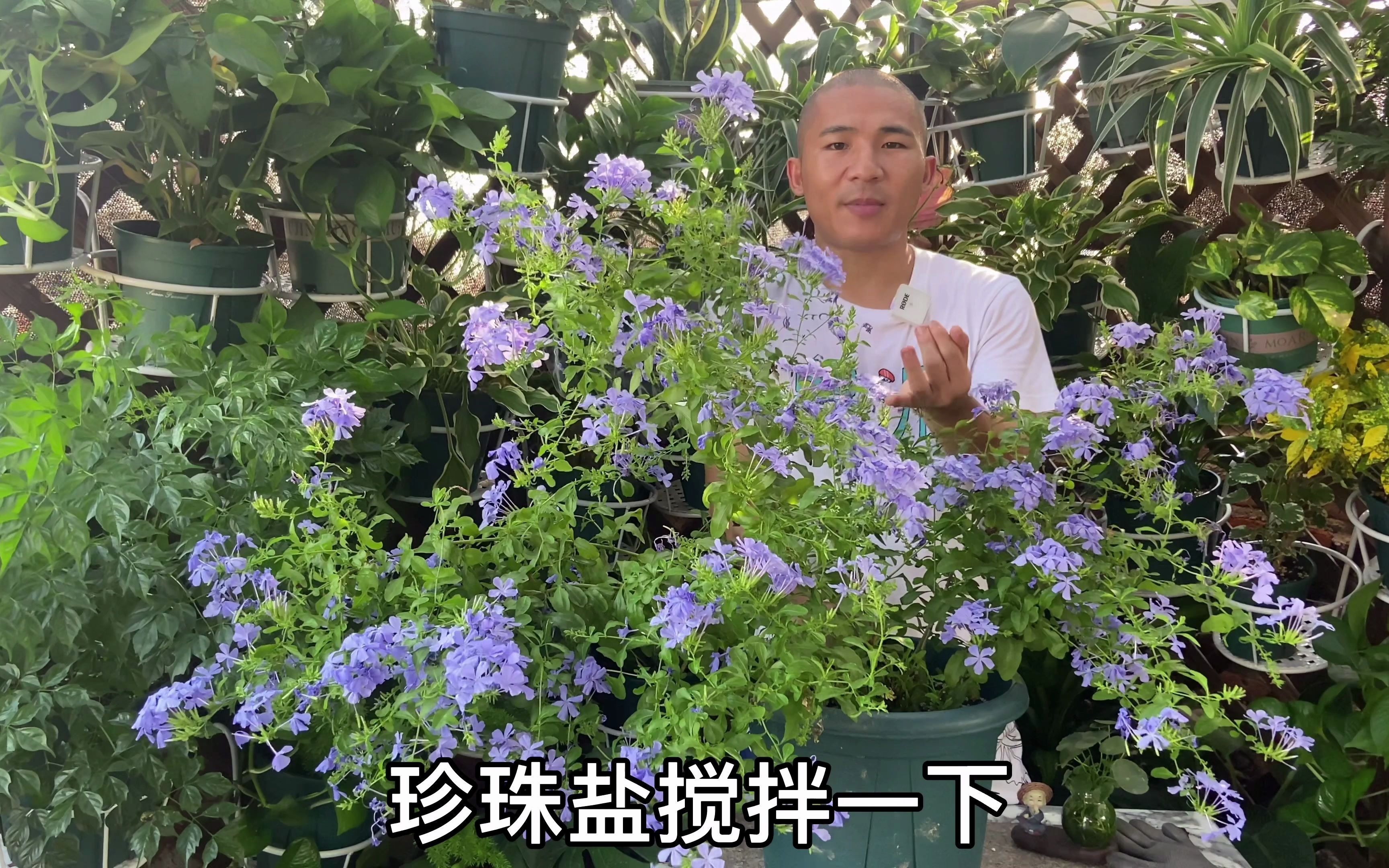 蓝雪花的养殖方法,怎样养蓝雪花容易爆盆呢?养护技巧正确才能勤花