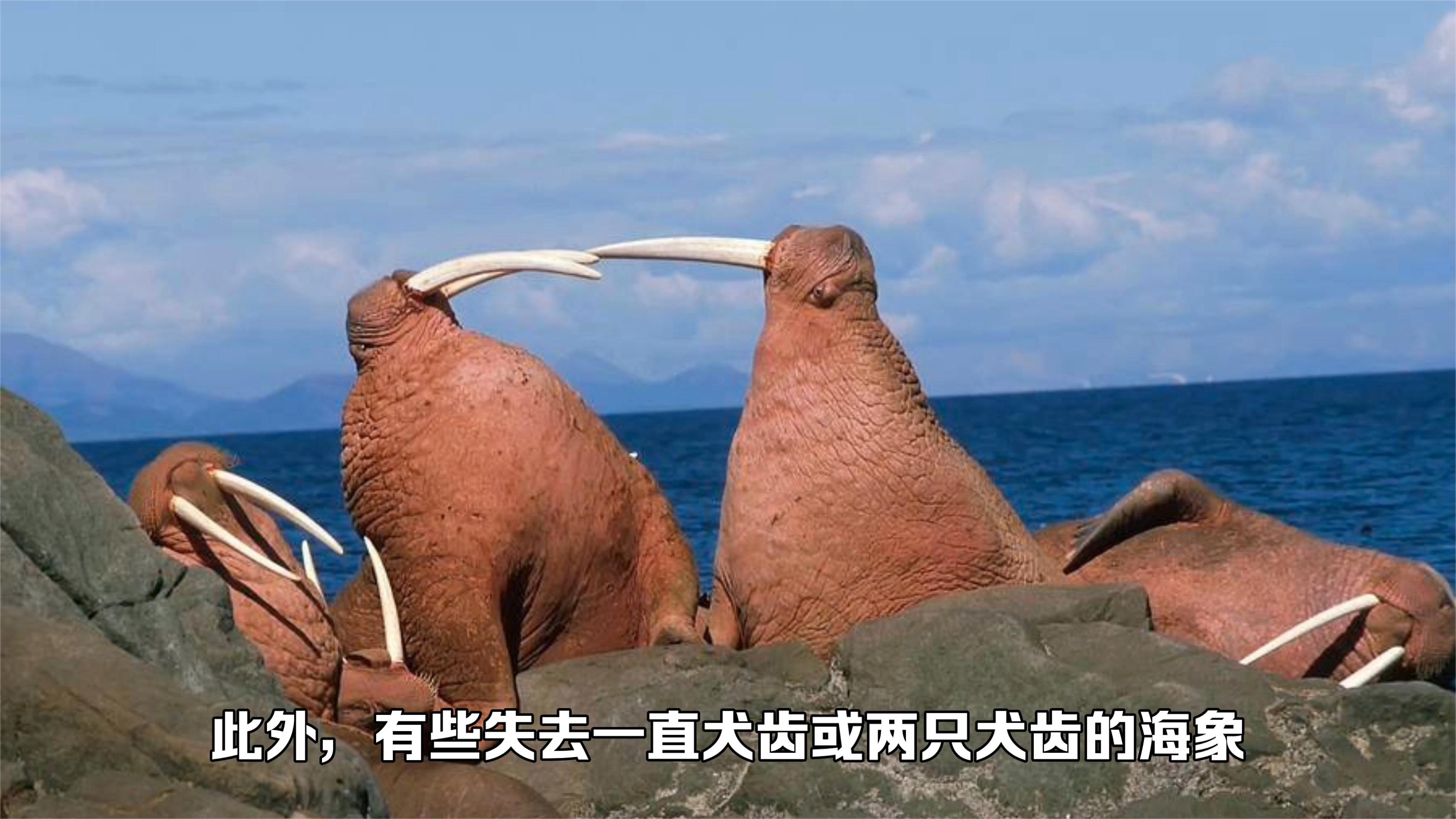 动物科普:靠牙齿走路的海象