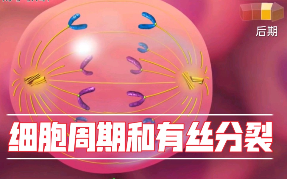 【高中生物学必修1】细胞周期和有丝分裂