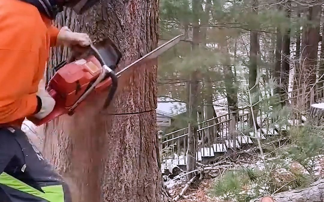 如何完美的砍伐树木