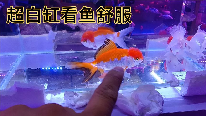 超白缸就是比普通的浮法玻璃看鱼舒服得多,如果有条件的话直接上