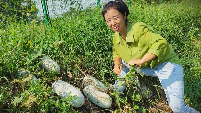 冬瓜结得真不少,一个藤上有8个,摘两个炖肉吃,汤泡馍香得很
