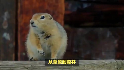 啮齿类动物:从鼠兔到河狸,探秘哺乳动物中的“牙齿冠军”