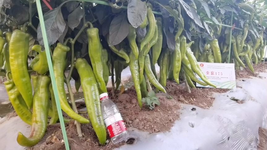 带大家看一个大果黄皮牛角椒,金富175辣椒,去年种了今年还想种