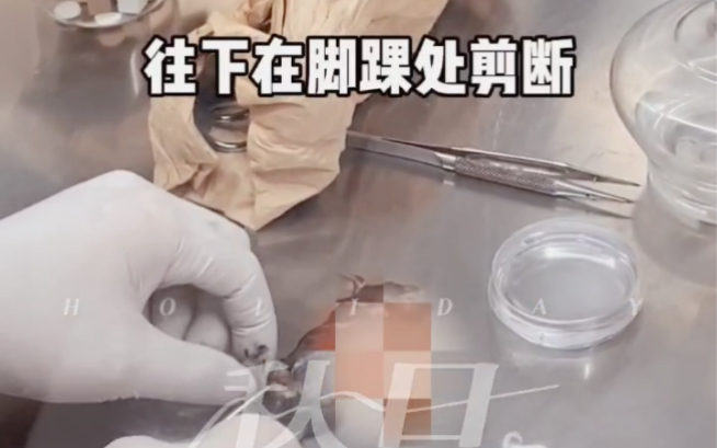 实验干货分享-小鼠骨髓细胞原代分离