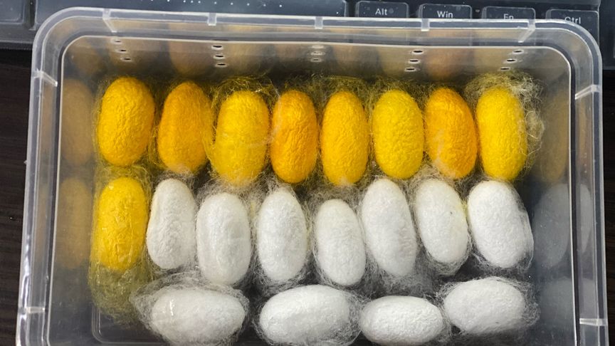 记录蚕宝宝的一生#蚕桑文化