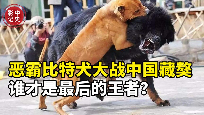 比特犬硬刚藏獒,犬中恶霸能秒杀高原狮子吗?谁才是最后的王者?