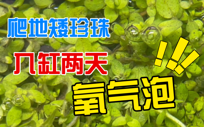 入缸两天的爬地矮珍珠的状态