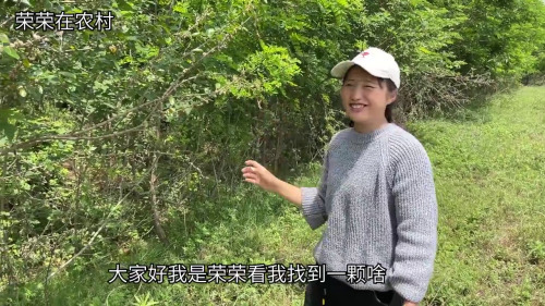 路边的桑葚没人要,媳妇摘点回家泡桑葚酒,满满一坛子颜色太正了