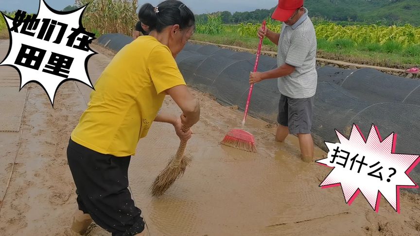 不会种水稻的土娃妈妈跑娘家种水稻,爸妈边帮忙边指导如何播种