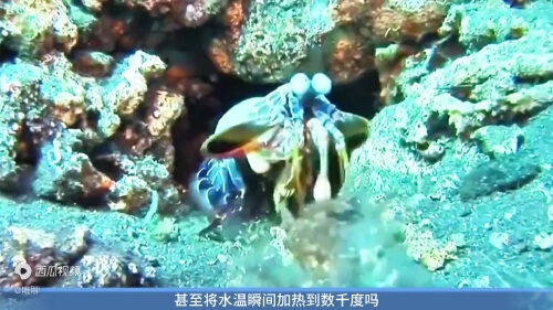 皮皮虾的凶残世界:探索海底的"钢铁侠"