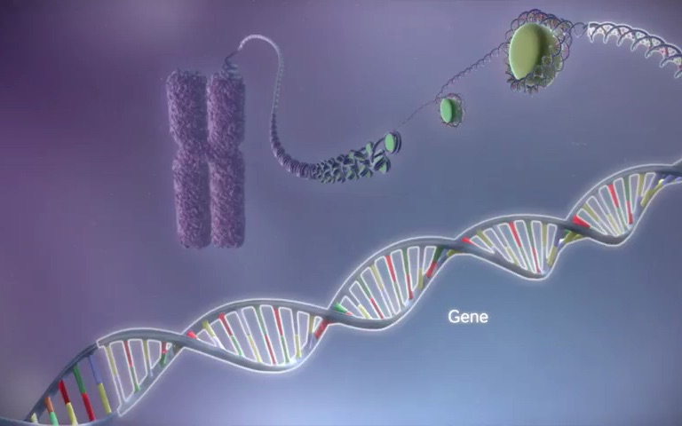 DNA-mRNA-蛋白质(转录-翻译)的过程