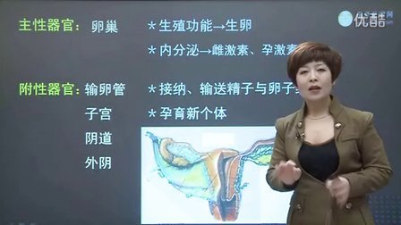 女性生殖系统解剖1(一)