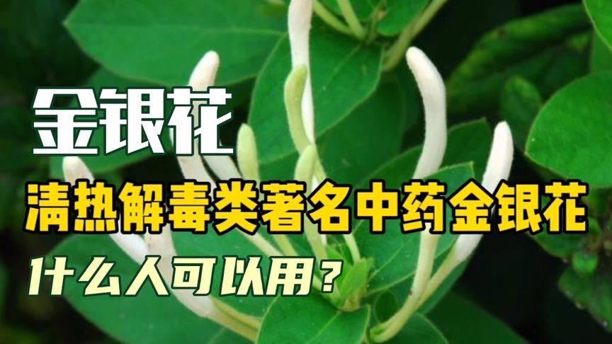 金银花的功效和作用是什么?什么人可以用,什么人不可以用?
