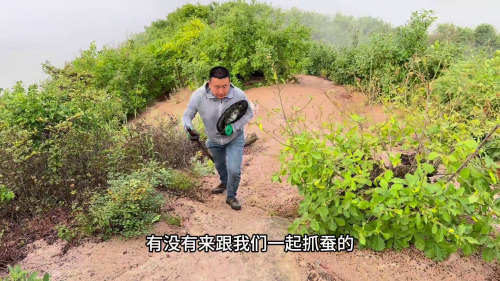 山里养蚕来到关键时期,把蚕扔到树下不用管,它们吃饱才能做好茧