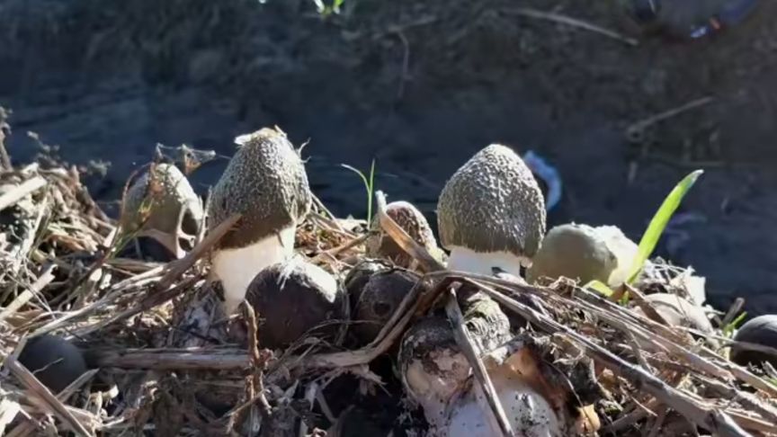 来感受一下竹荪菇的生长过程吧