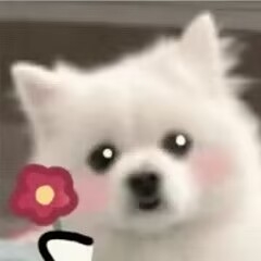 窦嘿嘿呀 