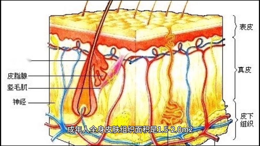 皮肤由哪些基本结构组成