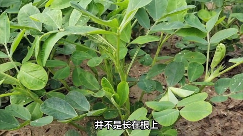 5318. 花生:是根还是茎的奇妙植物