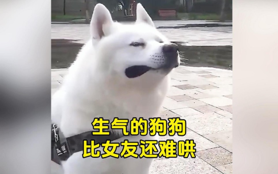 生气的狗狗有多难哄,养过狗狗的都知道