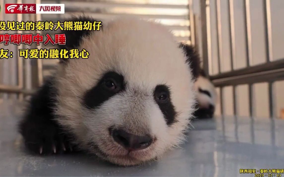 ...女猫,曾经有的几个,被8年前爆发的犬瘟热嚯嚯掉了。怎么办呢?只能
