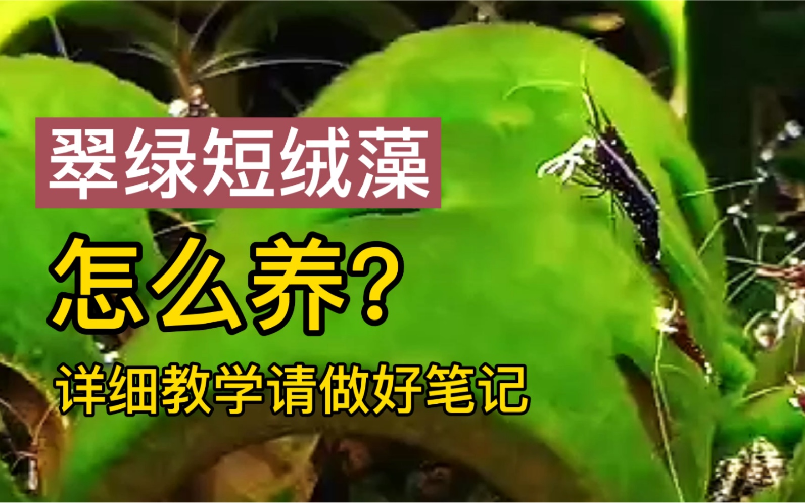 清水绿苔养鱼养虾最棒,暴绿藻的详细教学,怎么才能晒出短绒藻,都避讳...