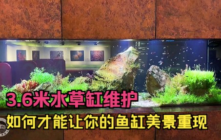 3.6米水草缸维护记录,让你鱼缸的美景重现