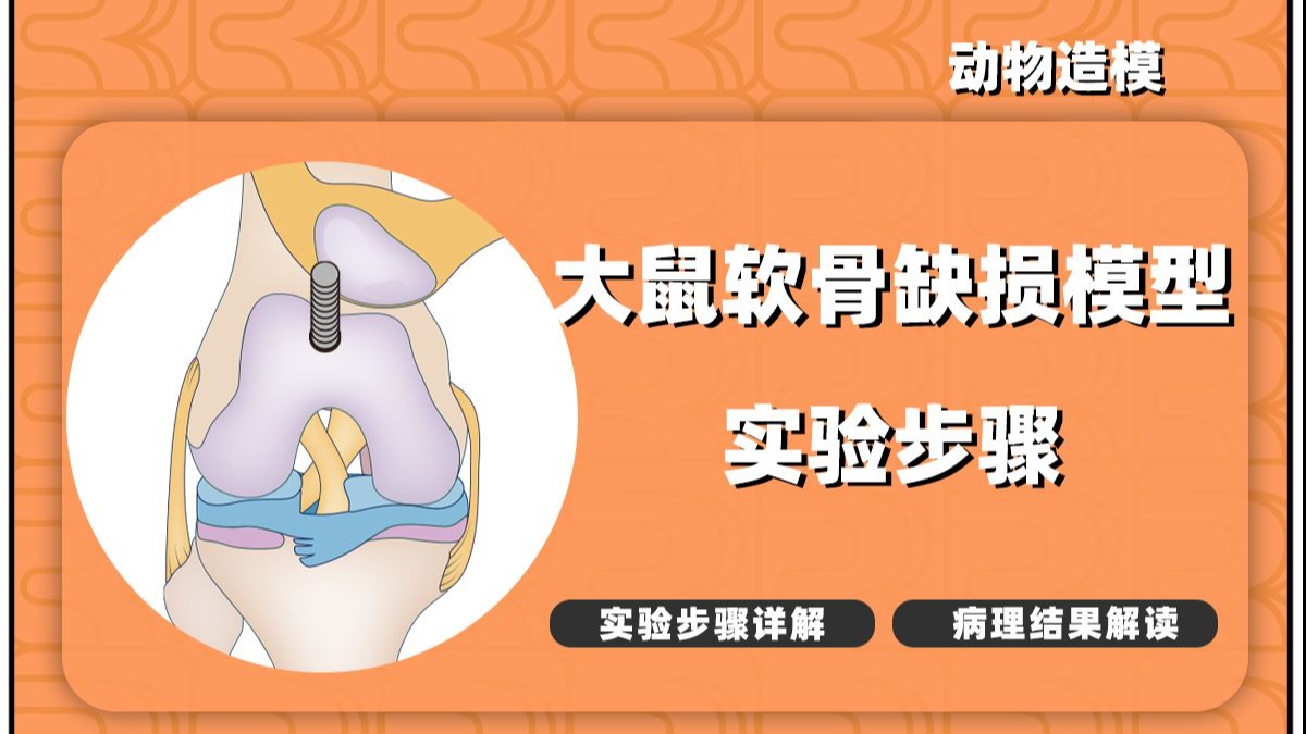 动物实验|大鼠软骨缺损模型