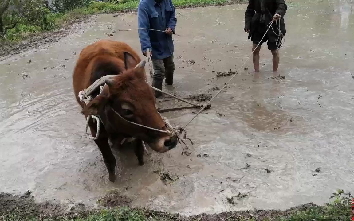 大米是怎么练成的——从秧苗到米饭全过程.干饭人必备的知识!