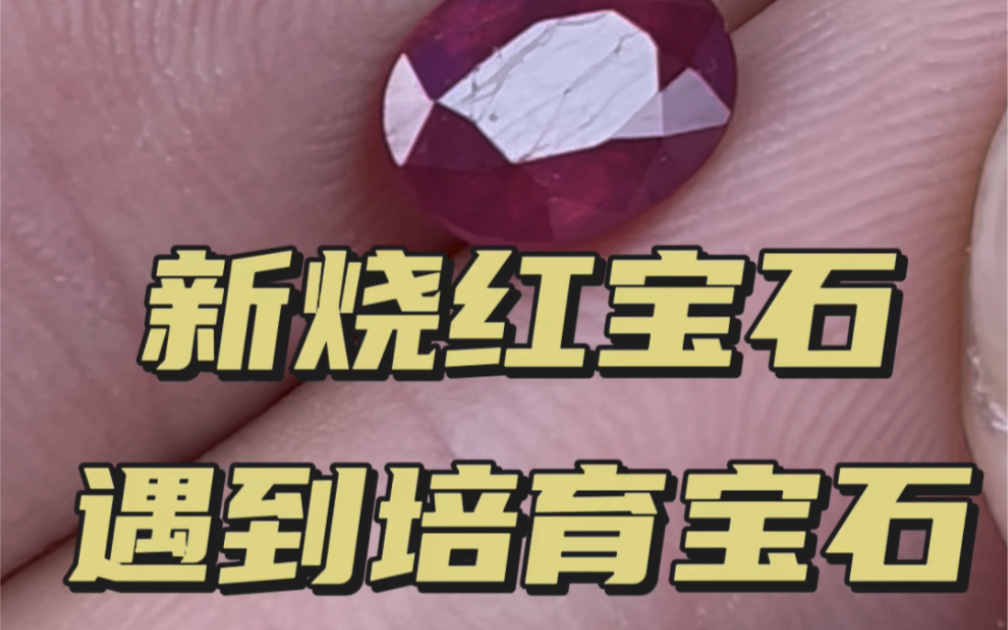 新烧红宝石遇到培育红宝石