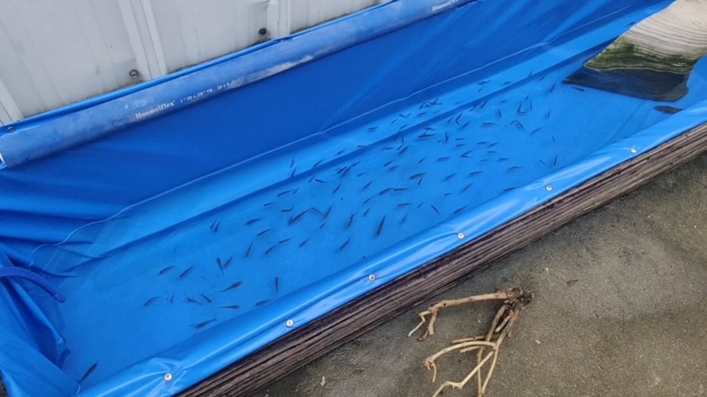 牛人DIY自制鱼池过滤循环系统