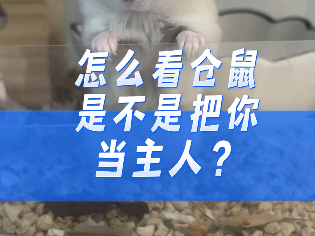 怎么看仓鼠是不是把你当主人?