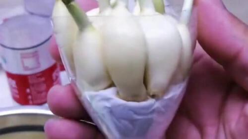 教你用矿泉水瓶种蒜苗,这样就可以在家种植蒜苗了,是不是很实用呢?