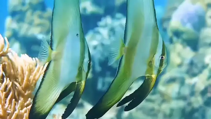 海洋生物多样性如何影响生态系统功能解析