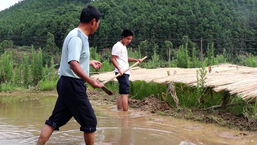 现在种水稻真方便,一亩水稻田5分钟就可以搞定,这种方法真管用