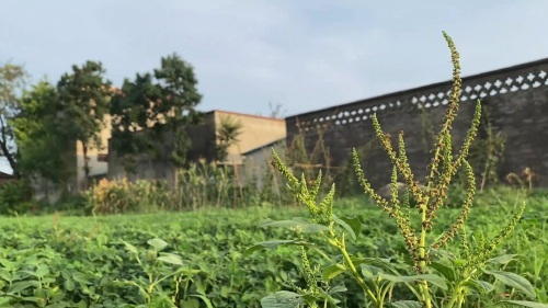 怎样从平凡小镇蜕变为令人向往的美丽乡村?