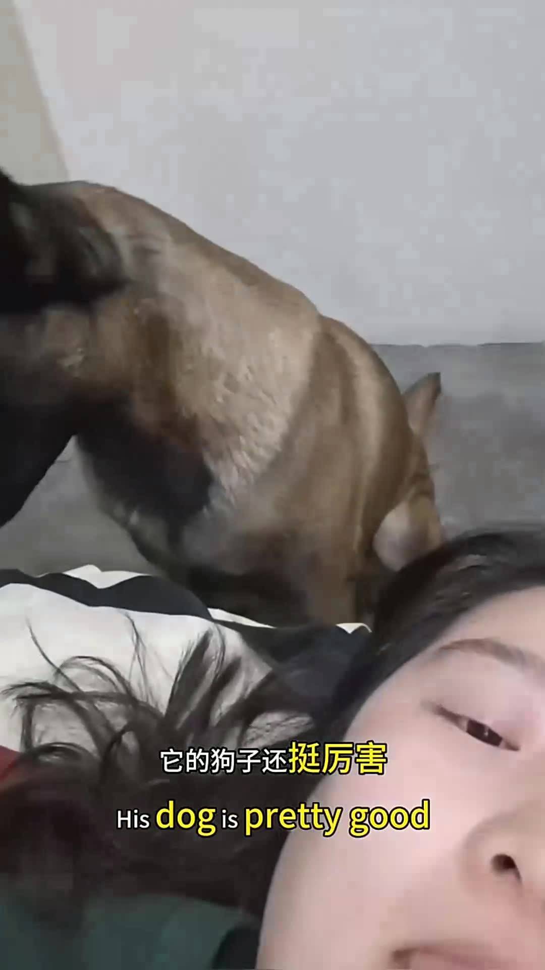 我觉得这只狗子可以去表演杂技。