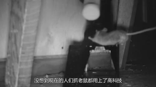 国外发明型捕鼠器老鼠乖乖送上门出其不意被放倒