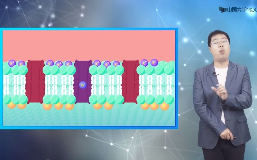 静息电位。细胞生物电,肌肉收缩,生殖系统。人体生理学,健康 科学,医...