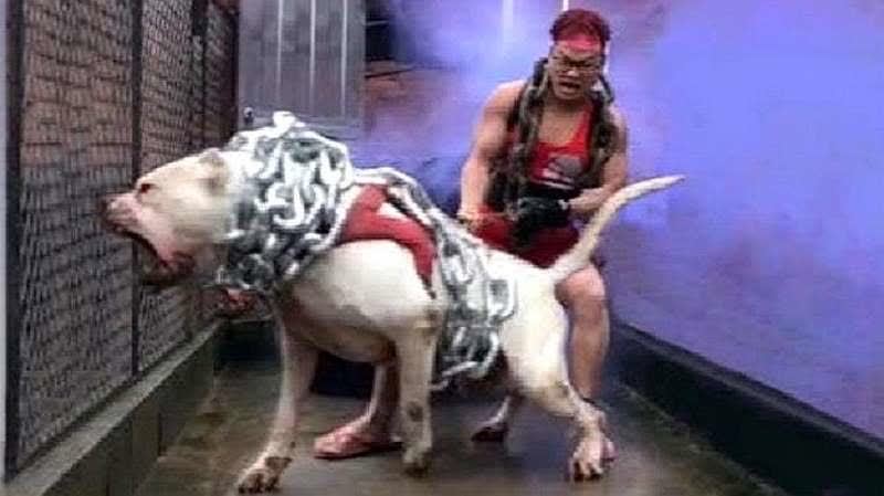 这种狗吊打藏獒,可咬死200斤的高加索,网友:凶不可貌相!